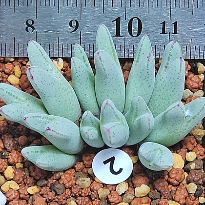 Conophytum blandum 985 Conophytum - Xplant