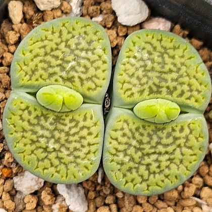 Lithops hookeri v. dabneri 'Annarosa' Lithops hookeri Annarosa Lithops ...