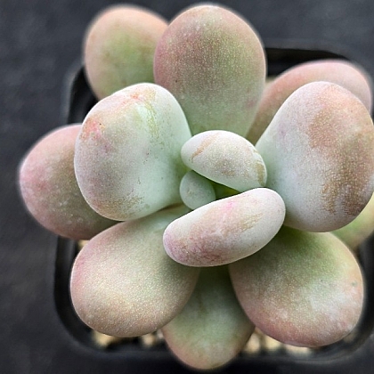 망고미인 2-218 Succulents - Xplant