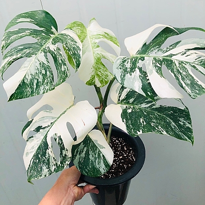 Monstera deliciosa Foliage - Xplant